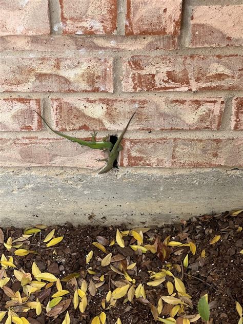 Gap Between Two Bricks Rhomeimprovement