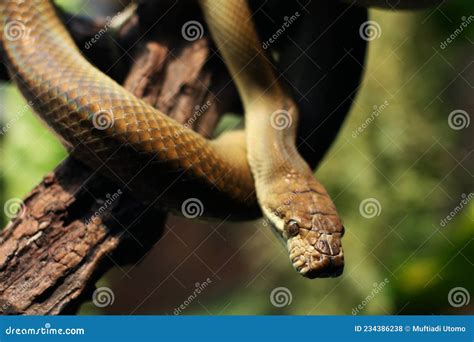 Amethystine Python Stock Photo Image Of Constrictor 234386238