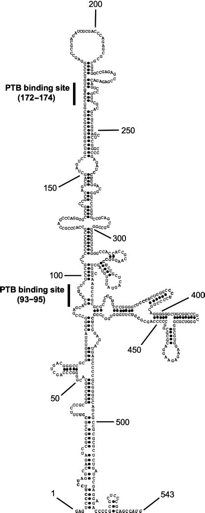Predicted Secondary Structure Of Ir 5′ Utr The Ir Ires Rna Was Probed Download Scientific
