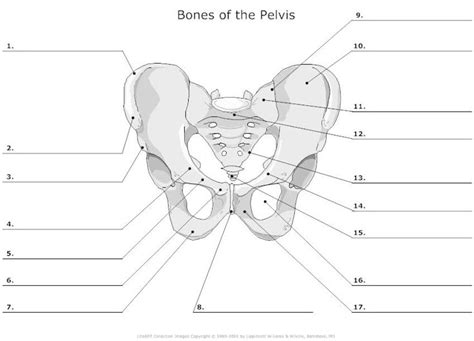 Anatomy Bones Anatomy And Physiology Physiology
