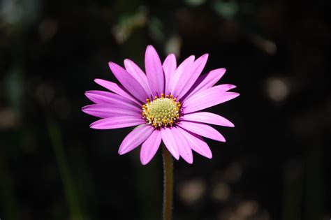 Metacognitive Therapy Mct Helps With A Clients Reaction To An