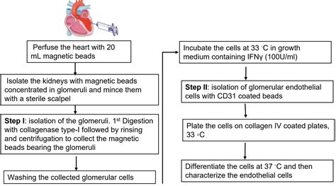 Video Isolation Of Conditionally Immortalized Mouse Glomerular Endothelial Cells With