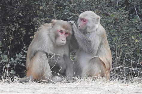 Apor Har Relations­­byggande Samkönat Sex Natursidan