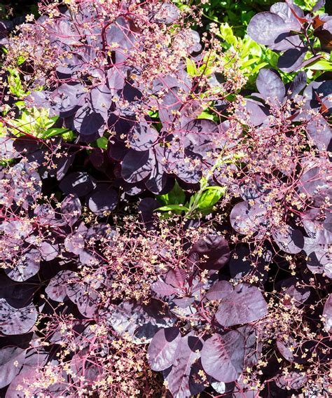 Best Drought Tolerant Shrubs 12 Hardy Choices That Can Thrive With