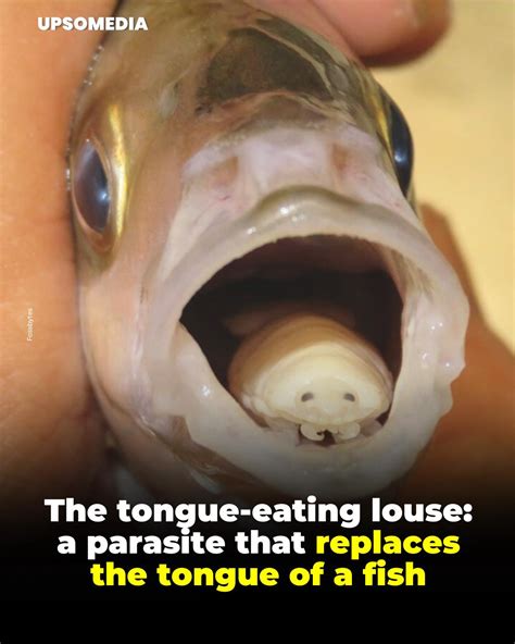 The Kiwi Cymothoa Exigua Commonly Known As The Tongue Eating Louse
