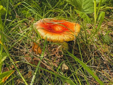 Premium Photo An Edible Mushroom In The Grass In The Forest