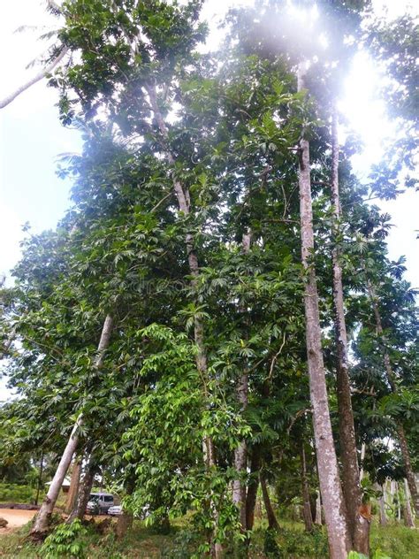 Tropical Dense Forest With Dense Lush Vegetation And Trees Summer
