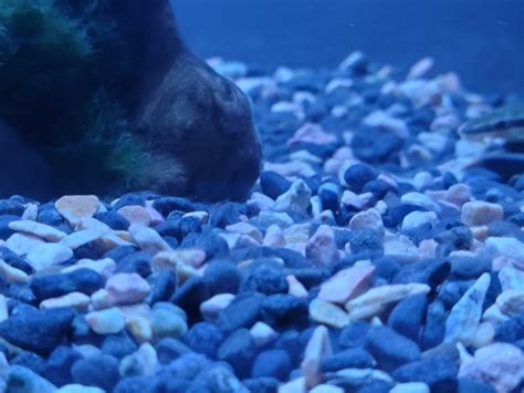 어항속 이끼 지식in