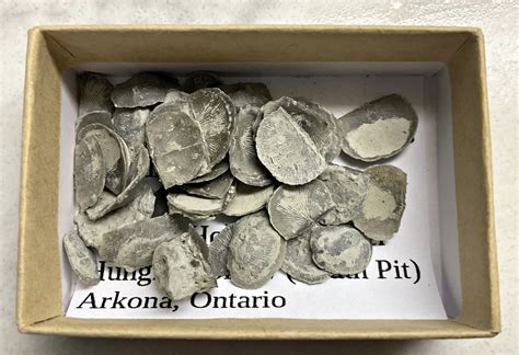 Strophomenid Brachiopods From The Arkona Shale Ontario Member