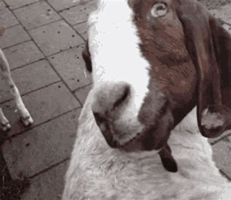 Goat  Tumblr