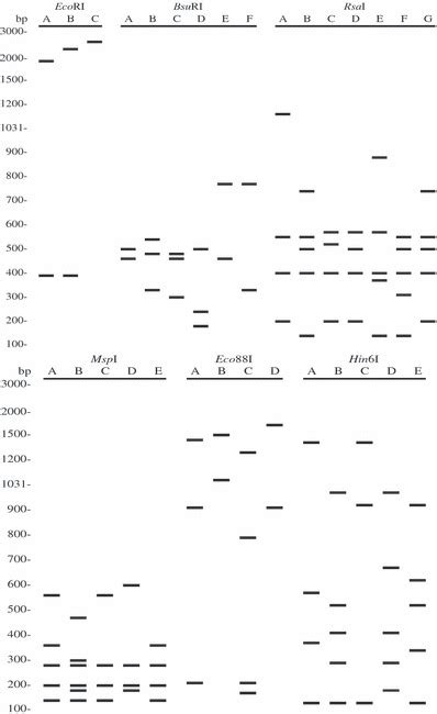 Restriction Band Patterns Of Intergenic Spacer Region Digested With The