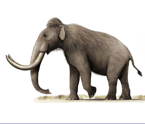 26 Forgotten Elephant Species That Were Bigger Bolder And Stranger Than Todays Giants