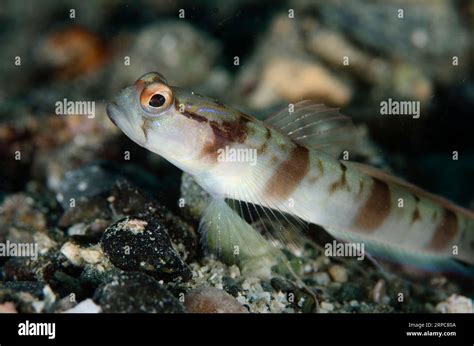 Masked Shrimpgoby Amblyeleotris Gymnocephala Gemaf Dive Site Weda