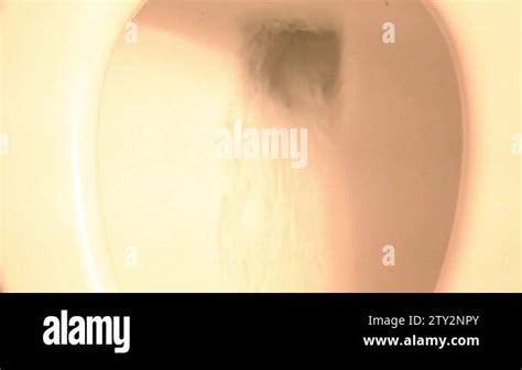 Flushing Down Toilet Stock Videos And Footage Hd And 4k Video Clips Alamy