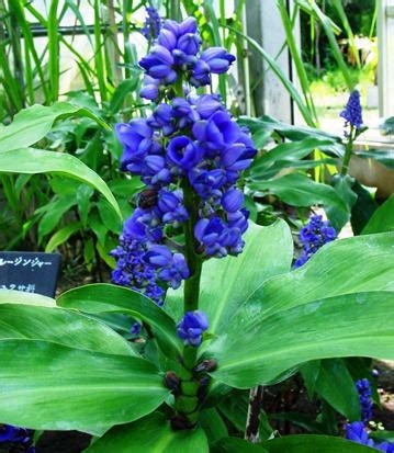 GKZ植物事典オオタチカラクサ