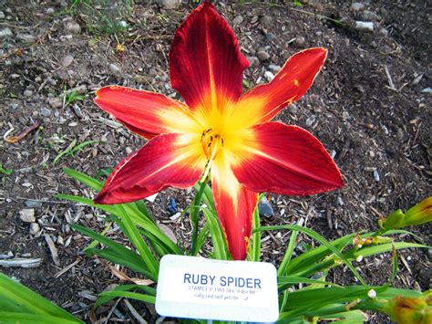Ruby Spider Qb Daylily Gardens