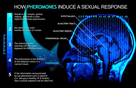 How Pheromones Trigger Female Sexual Behavior Https Debuglies Com