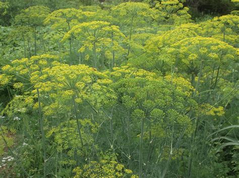 აგრომეურნეობა აყვავებული ცერეცო კამა Facebook