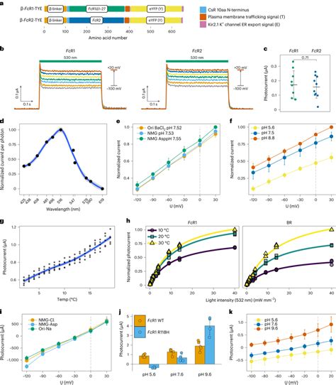 Biophysical Characterization Of F Cylindrus Rhodopsin Variants Download Scientific Diagram