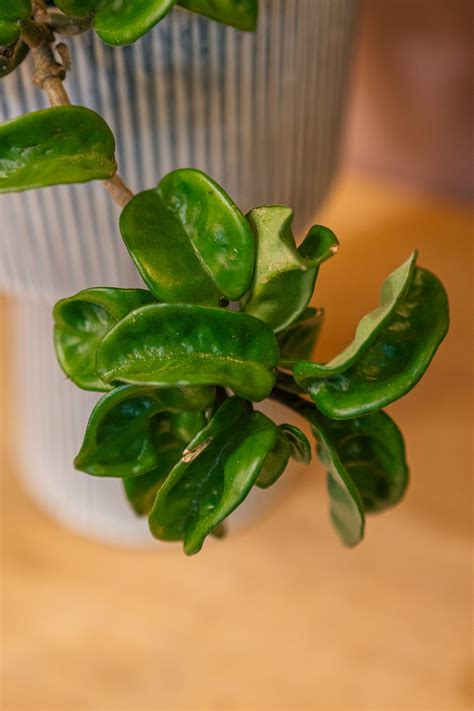 Hoya Carnosa Krinkle Plantologie