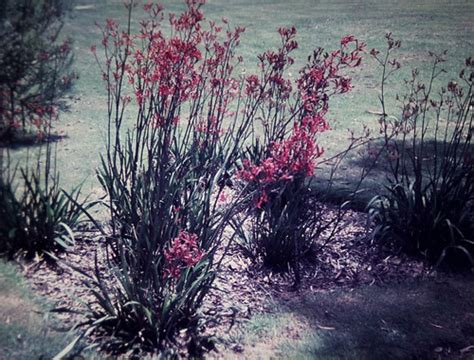 Anigozanthos Flavidus Tall Kangaroo Paw Cultivated Flickr
