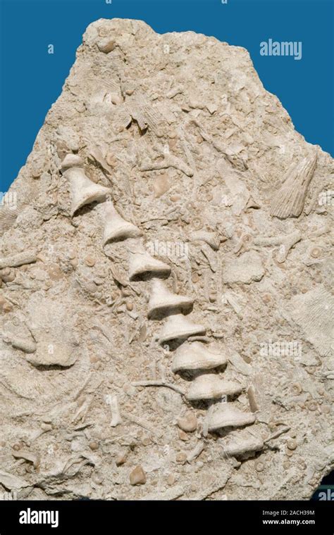 An Archimedes Screw Like Axis That Supported Lacy Bryozoan Colonies Mississippian Warsaw