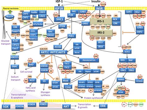 Insulin Igf 1 Signalling Map Non Phosphorylated Proteins