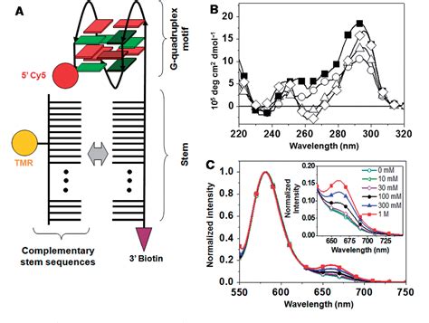 Figure 1 From Dramatic Effect Of Single Base Mutation On The Conformational Dynamics Of Human