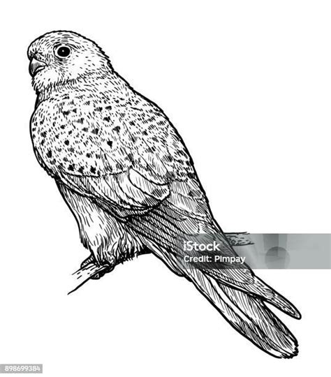 일반적인 황조 롱이 일러스트 레이 션 드로잉 판화 잉크 라인 아트 벡터 황조롱이에 대한 스톡 벡터 아트 및 기타 이미지 황조롱이 새 에칭 Istock