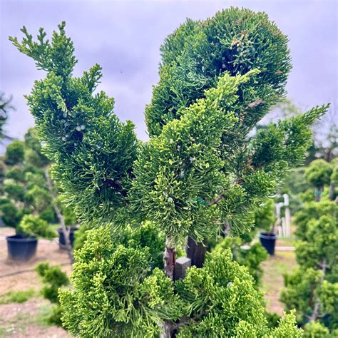 Hollywood Juniper Garden Bonsai Tree Candj Gardening Center