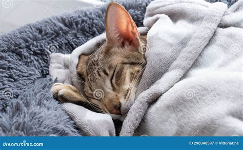 Oriental Shorthair Tabby Kitten Sleeping On The Grey Cat Bed Stock