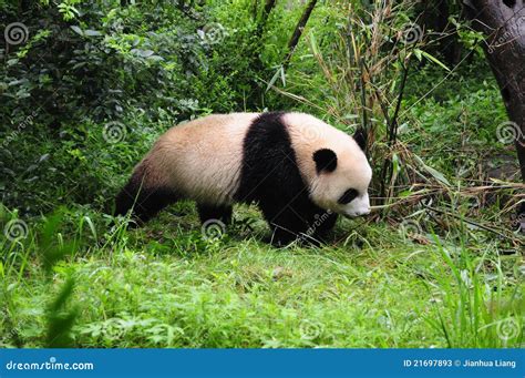The Chengdu Research Base Of Giant Panda Breeding Stock Image Image Of Panda Snout 21697893