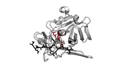Tev Protease Carboexpert