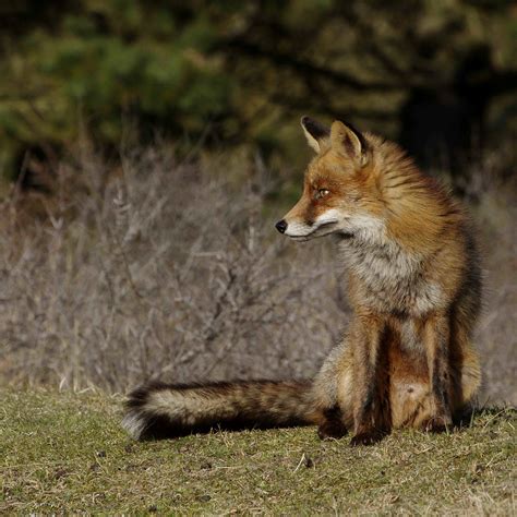 Dieren In Hun Habitat Leidse Amateur Fotografen Vereniging