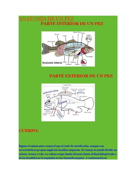Anatomía De Un Pez Pdf Vertebrados Acuáticos Pulmón