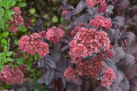How To Grow And Care For ‘purple Emperor Sedum Stonecrop