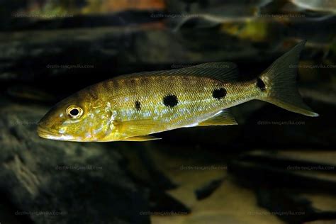 Boulengerochromis Microlepis