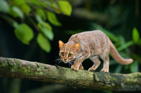 Attention Required Rusty Spotted Cat The Trickyscribe™