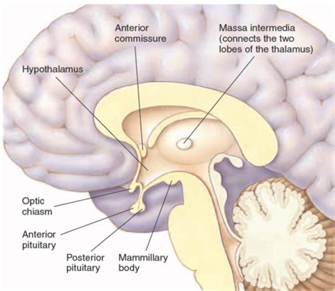 Module Hormones And Sex Flashcards Quizlet
