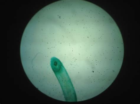 Plant Bio Lab Quiz Flashcards Quizlet