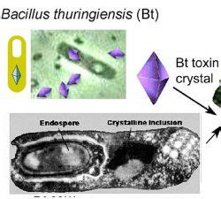 Bacillus Thuringiensis