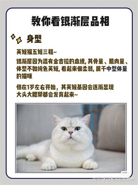 银渐层怎么选？怎么区分品质好差？银渐层and银点区分 知乎