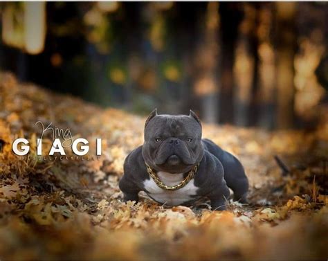 Épinglé par Alex sur dog