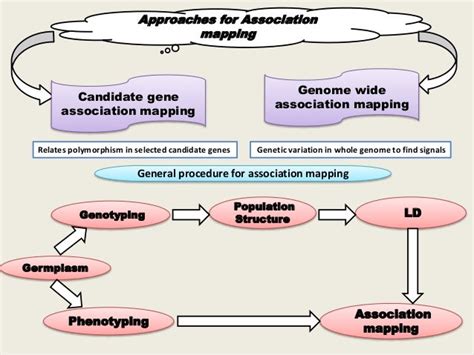 Association Mapping In Plants