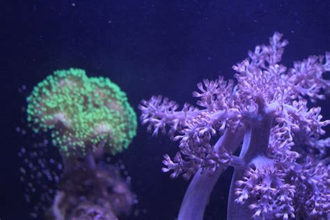 Build Thread 10 Gallon Sexy Shrimp Softy Reef Reef2reef
