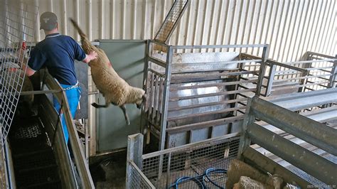 Slaughterhouse Animals Building Implications Of Lairage And