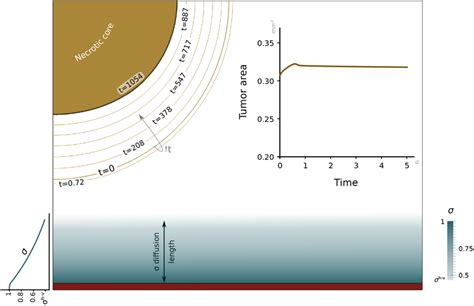 Simulation Of Avascular Tumor Growth The Amount Of Nutrient Blue