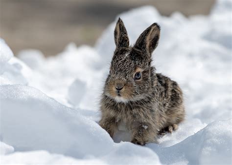 Bunny Winter Snow Pictures Wallpaper