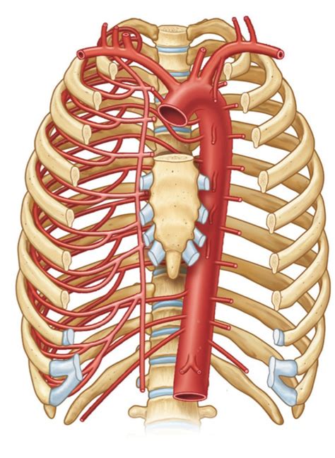 Intercostal Vessels Arteries Diagram Quizlet