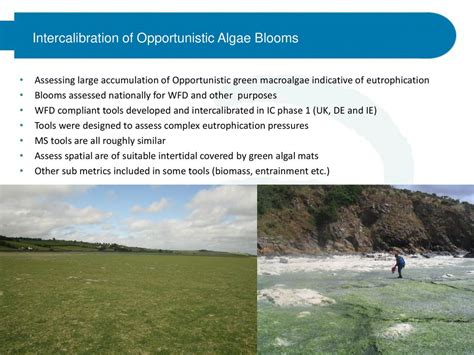 Intercalibration Of Opportunistic Algae Blooms Ppt Download